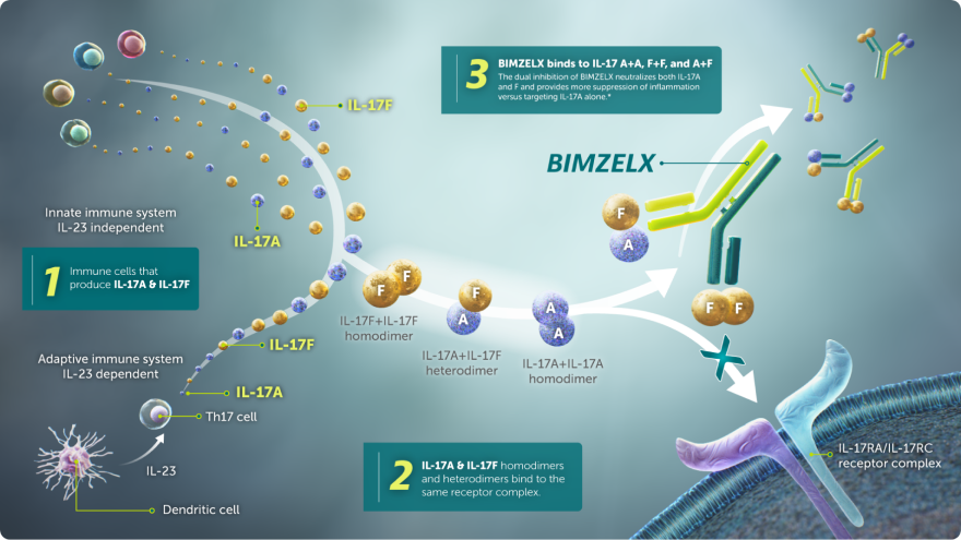 Mechanism of Action|BIMZELX® (bimekizumab-bkzx) First Dual Inhibitor of ...