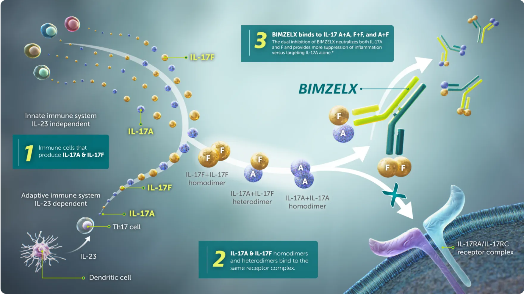 PSO & PsA MOA | Bimzelx